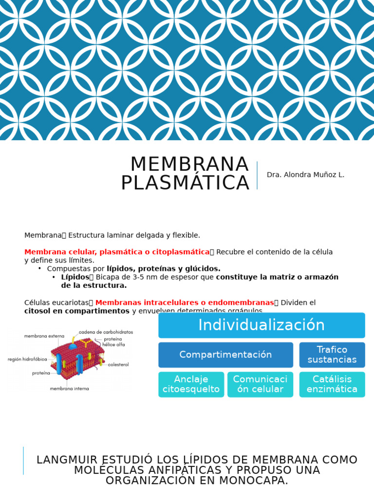 Estructura y Función de la Membrana Plasmática | PDF | Membrana ...