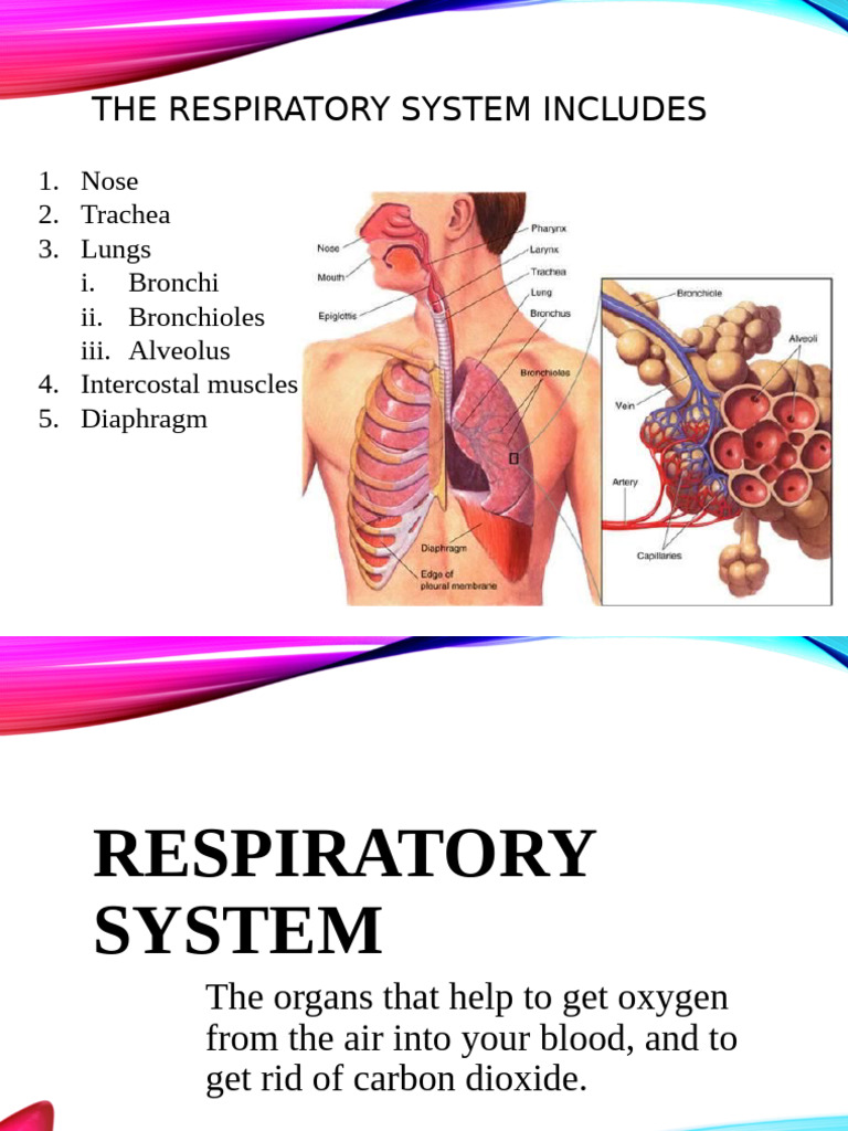 Powerpoint Respiration 2022 | PDF | Respiratory Tract | Lung