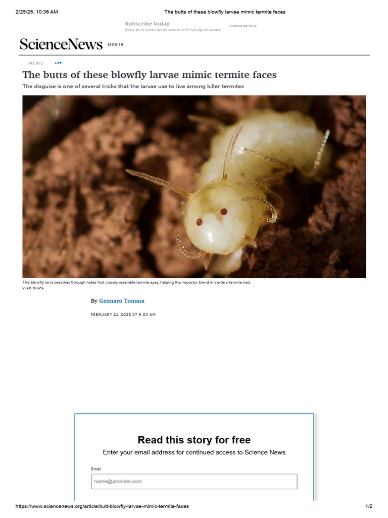 The Butts of These Blowfly Larvae Mimic Termite Faces | PDF | Zoology ...