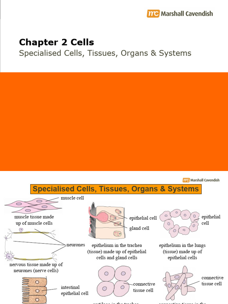 Cell, Tissue, Organs & Systems | PDF | Epithelium | Tissue (Biology)