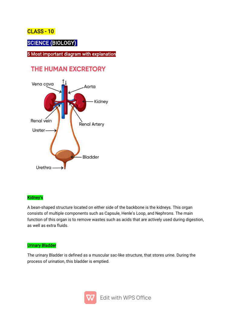 Flower Reproductive System Explained | PDF | Human Reproduction ...
