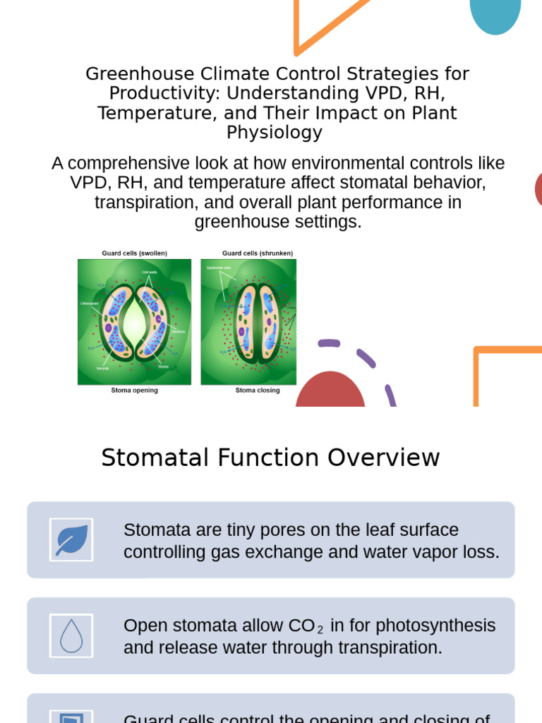 Stomatal Dynamics and Blossom End Rot Presentation Final | PDF | Stoma ...