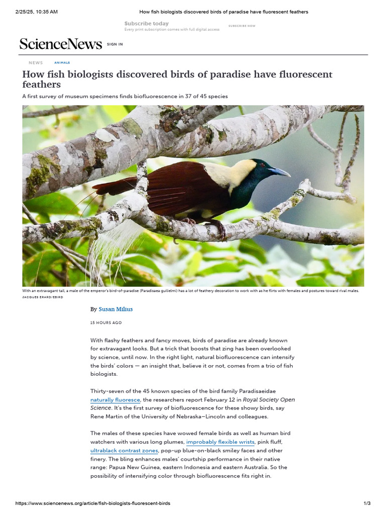 How Fish Biologists Discovered Birds of Paradise Have Fluorescent ...