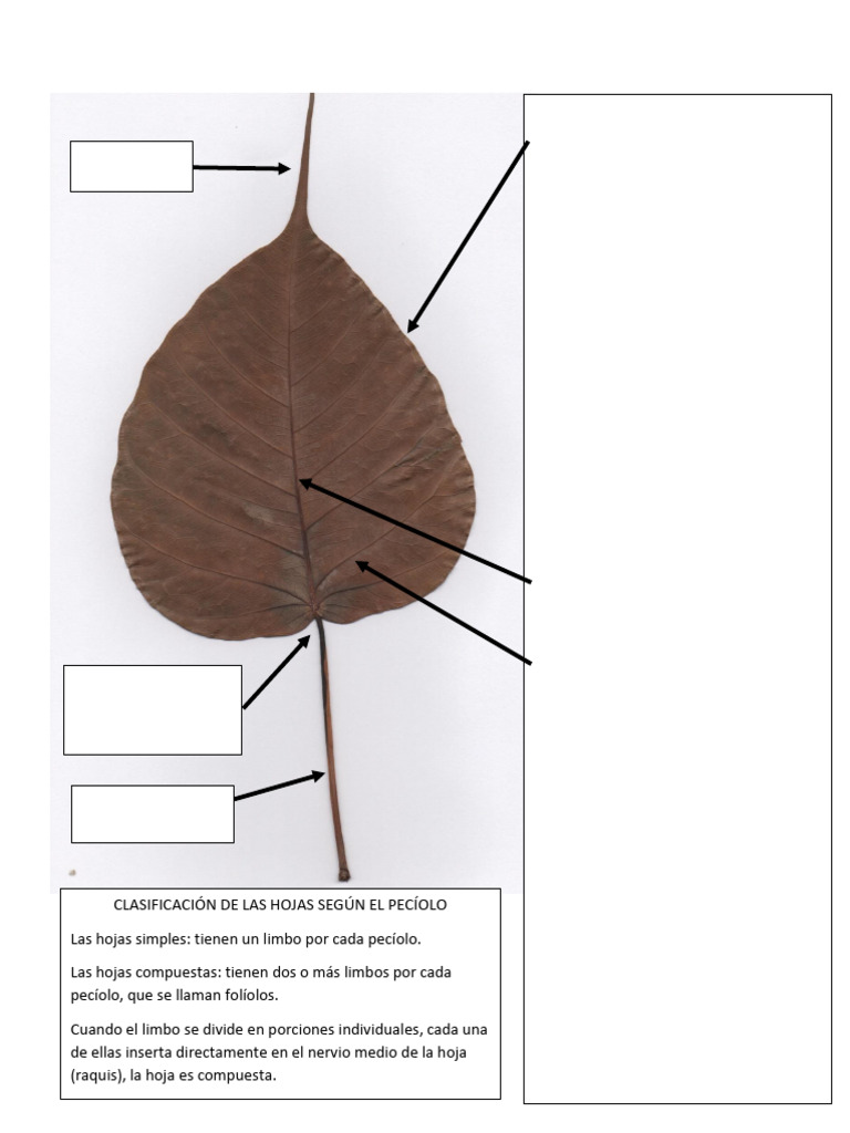 Partes y clasificación de la hoja | PDF | Hoja | Botánica