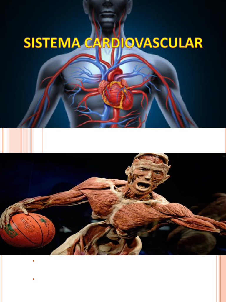 Anatomia do Sistema Cardiovascular | PDF | Coração | Sangue