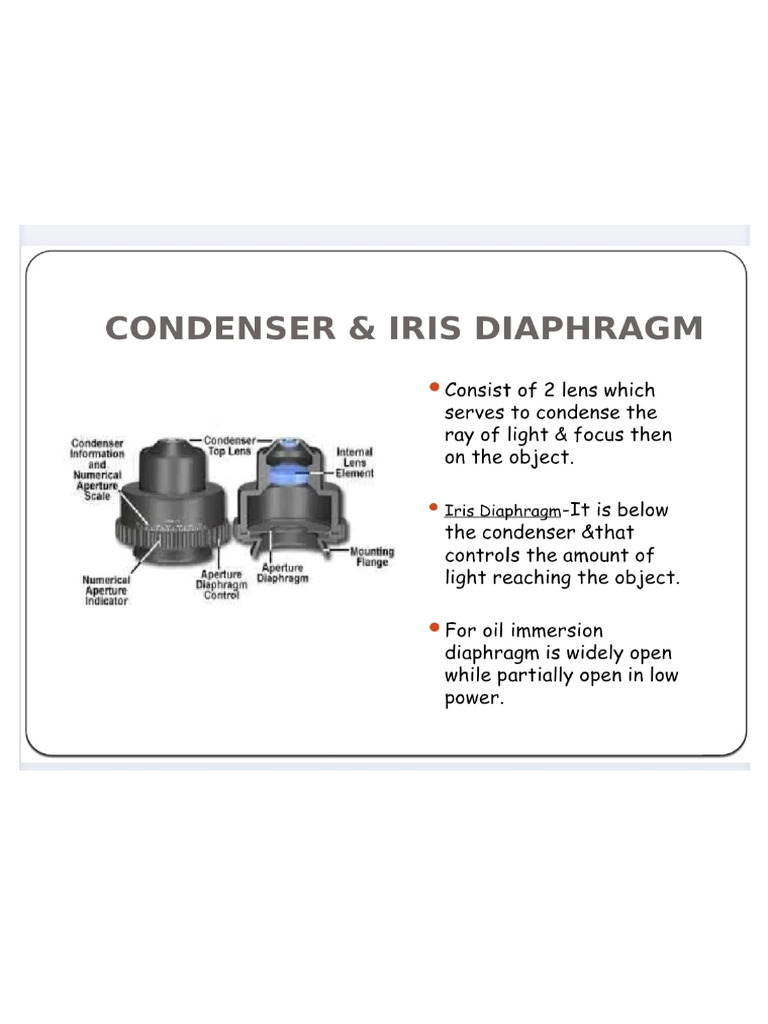 Physiology Spotting | PDF