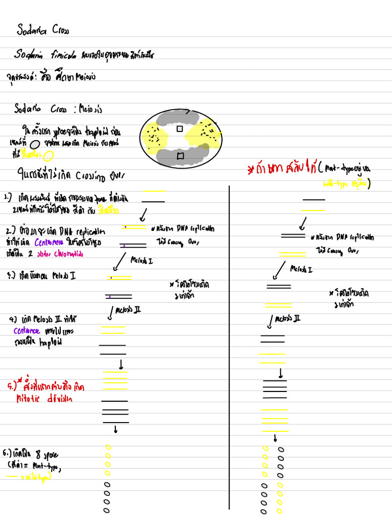 The Sodaria Cross 6431174823 | PDF | Meiosis | Cellular Processes