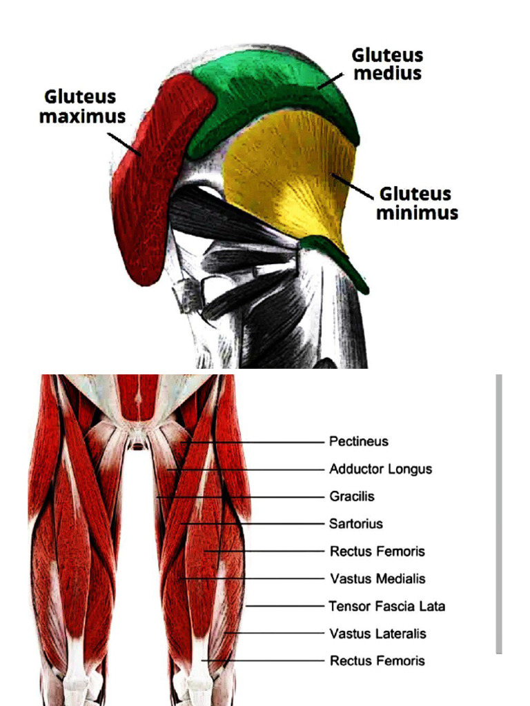 Lower Limb Muscle | PDF