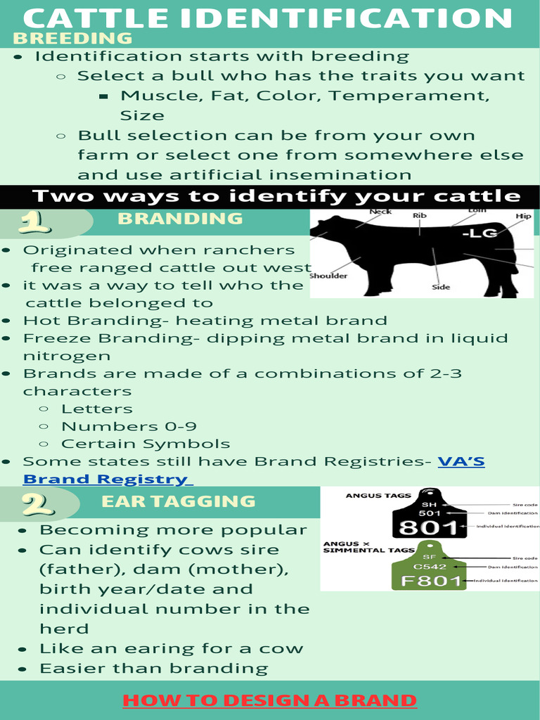 Cattle Identification-BrandingTagging | PDF