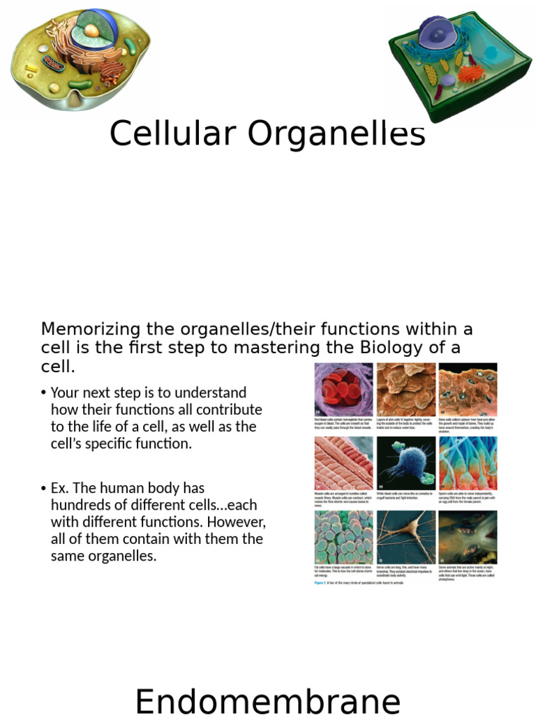 Cellular Organelles | PDF | Cell (Biology) | Endoplasmic Reticulum