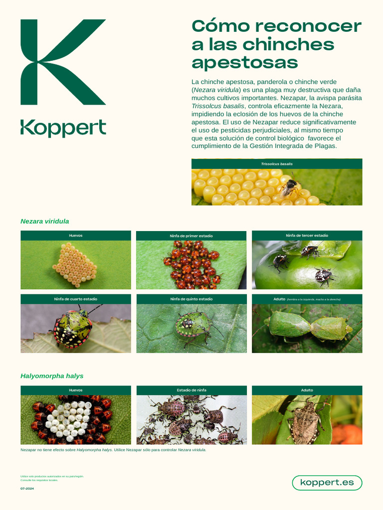 Nezara Poster ES A3 - Koppert 20240444 - DeF LR | PDF