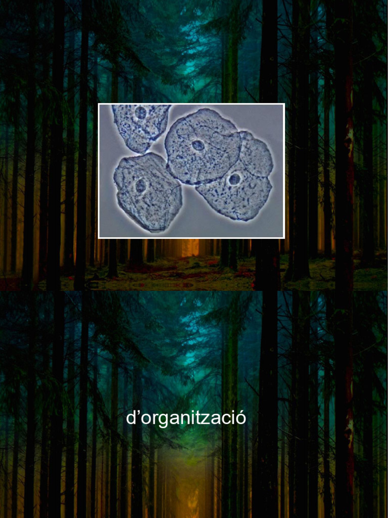 Tema 1. La Cèl Lula | PDF