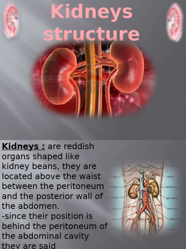 Kidneysturcture 141214052932 Conversion Gate01 | PDF | Kidney ...