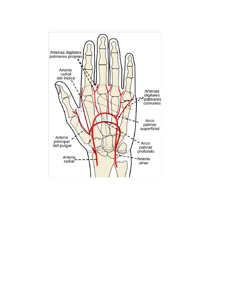 Venas de La Mano | PDF
