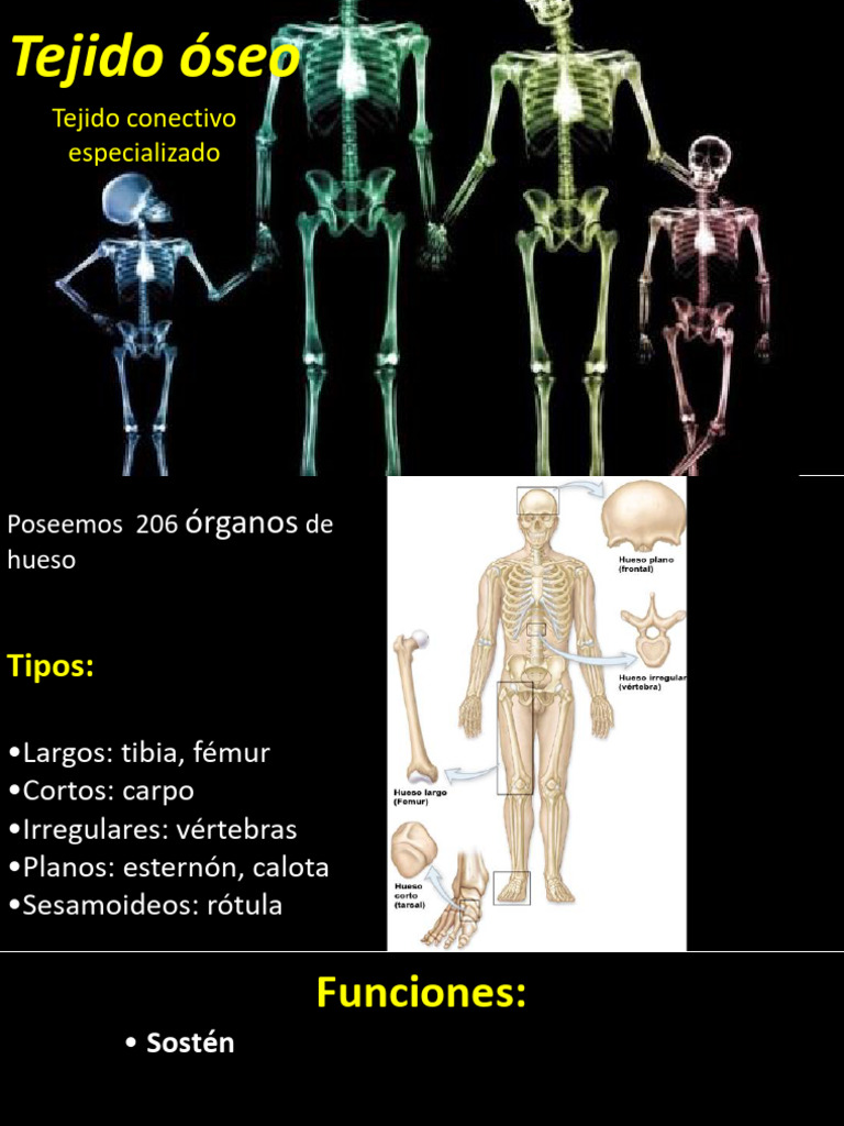 tejido oseo 2023 anatomía patol | PDF | Hueso | Osteoblastos