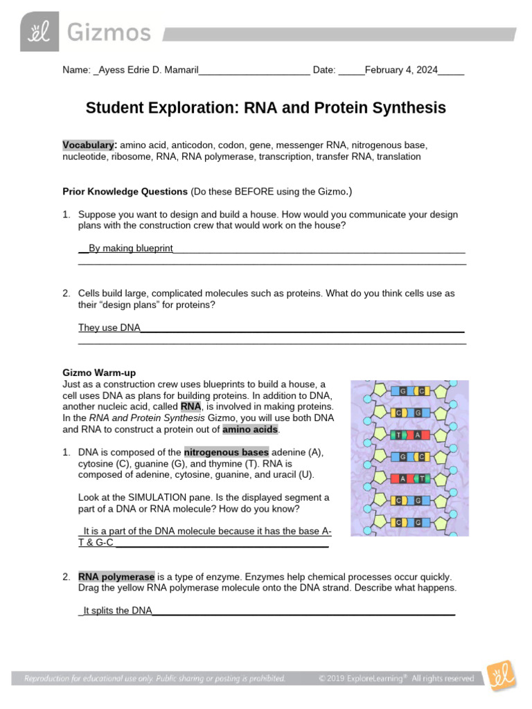 RNA and Protein Synthesis Overview | PDF | Translation (Biology) | Rna