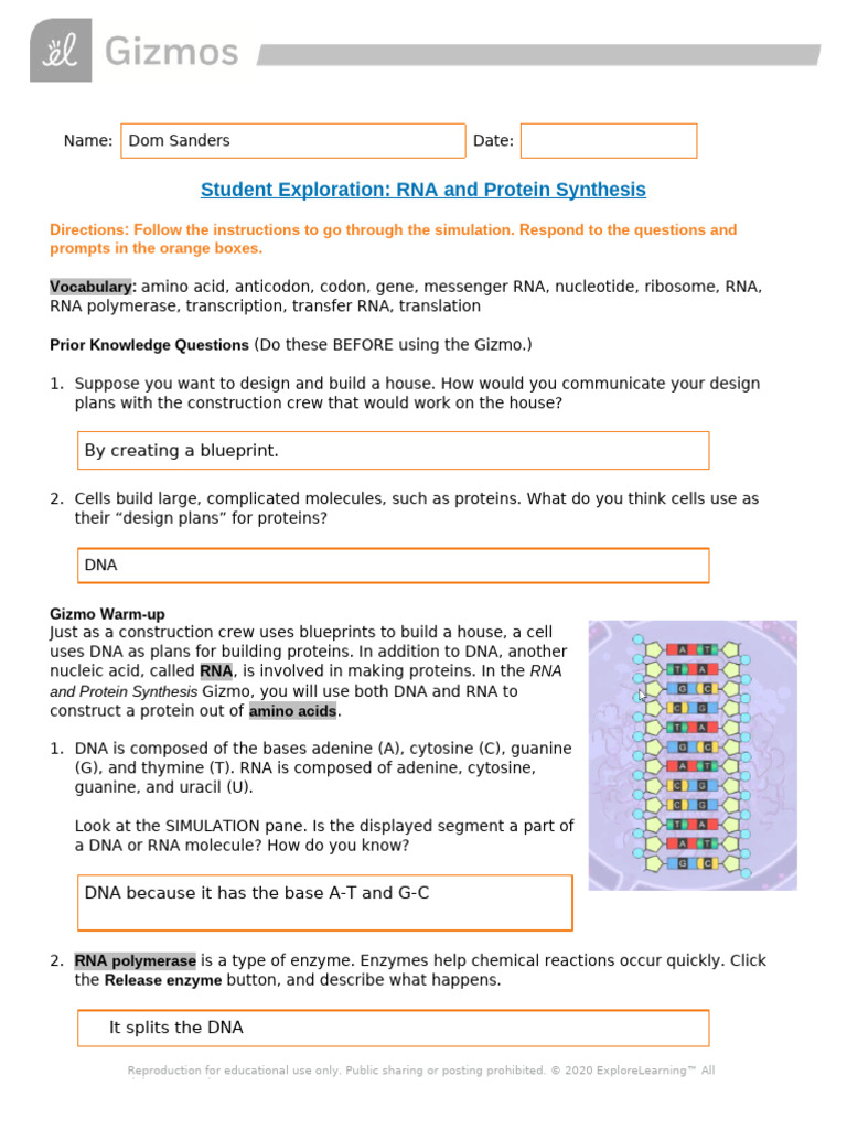 Dom Sanders Gizmos RNA Protein Synthesis SE | PDF | Translation ...