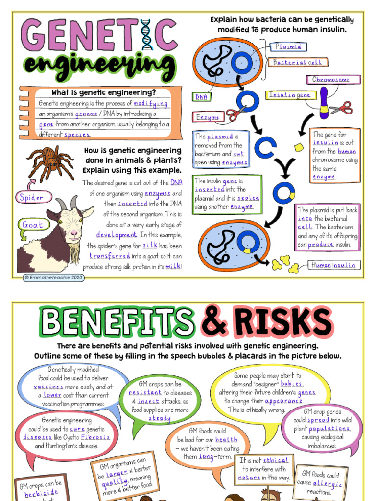 Genetic Engineering Sketch Notes KEY | PDF | Genetic Engineering | Genetics