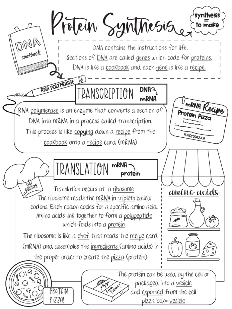 Protein Synthesis Sketch Notes KEY | PDF