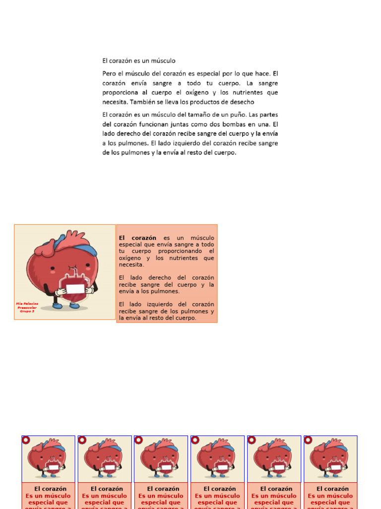 El Corazon Preescolar | PDF | Corazón | Pulmón