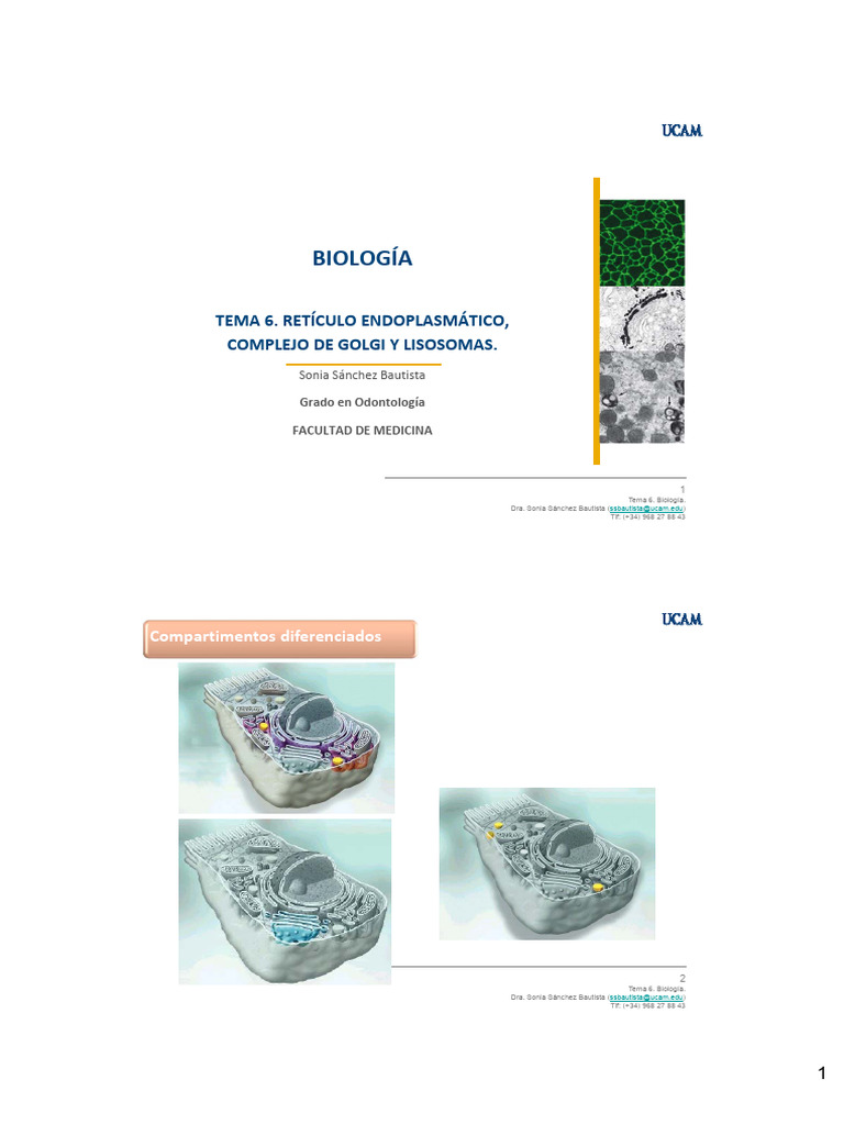 T.6.+Ret%C3%ADculo%2C+Golgi+y+Lisosomas | PDF | Retículo endoplásmico ...