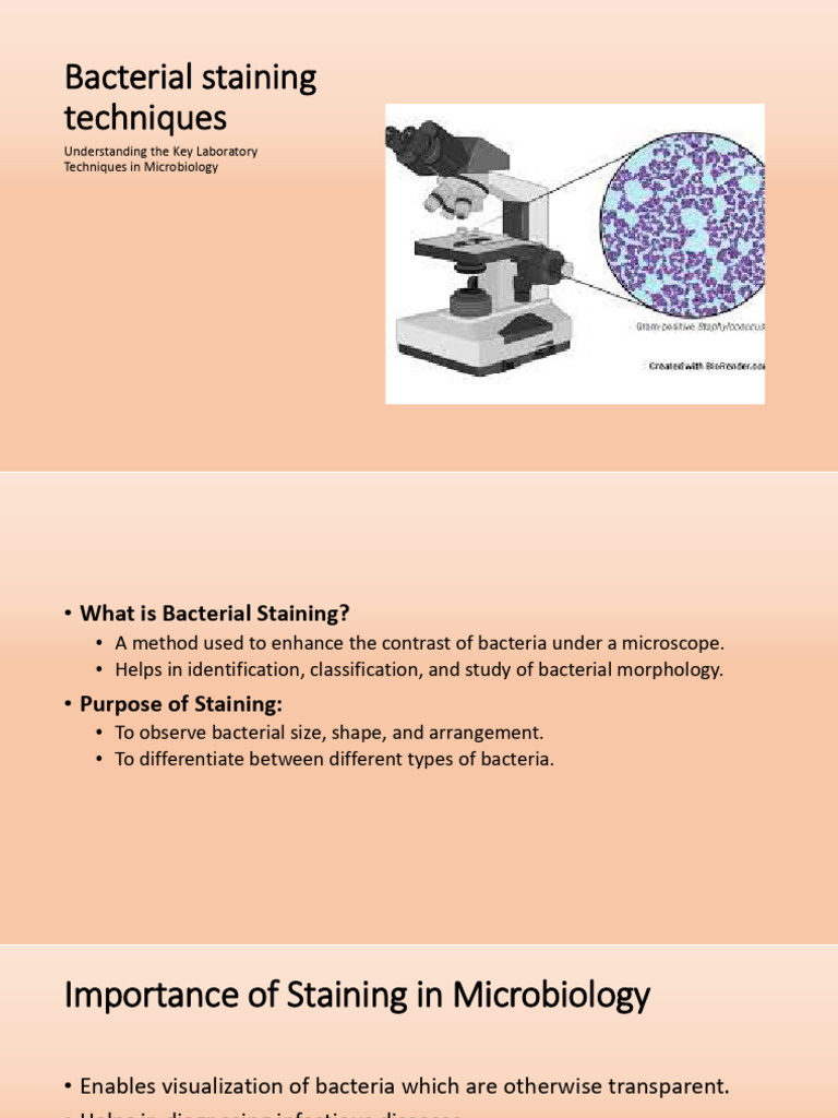 Bacterial Staining Techniques | PDF | Staining | Gram Positive Bacteria
