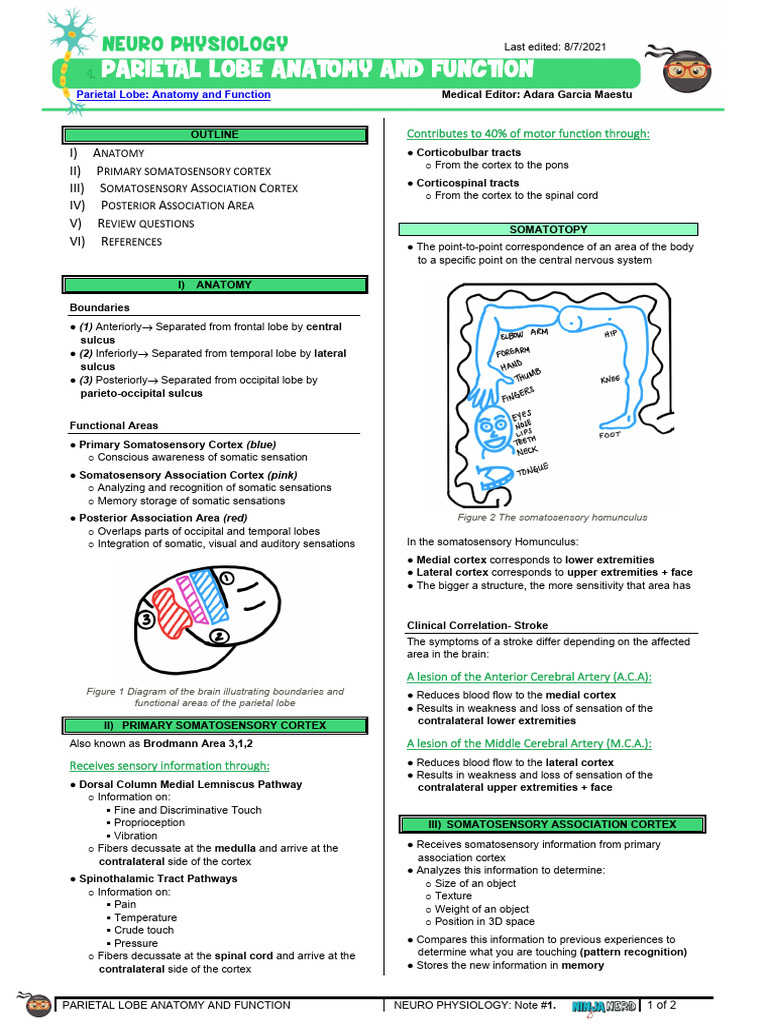 Cerebrum - Parietal Lobe Anatomy & Function Atf | PDF | Cerebral Cortex ...
