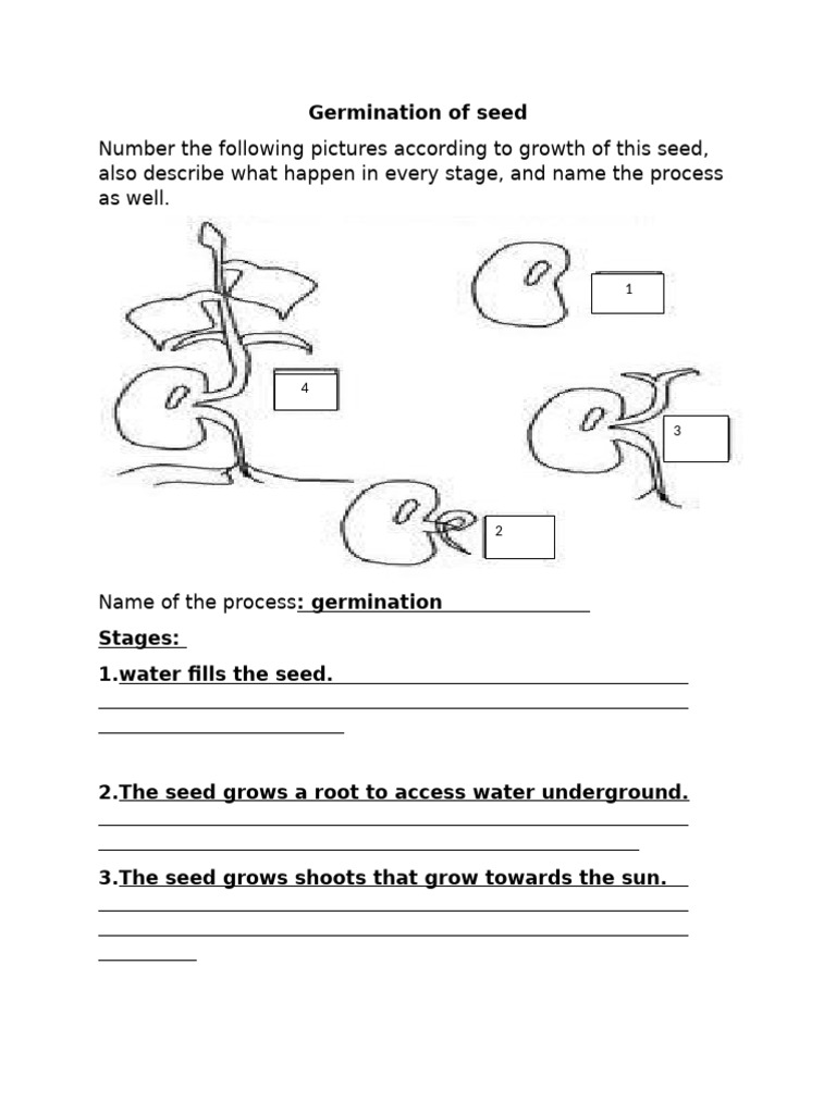 Seed Germination Stages Explained | PDF