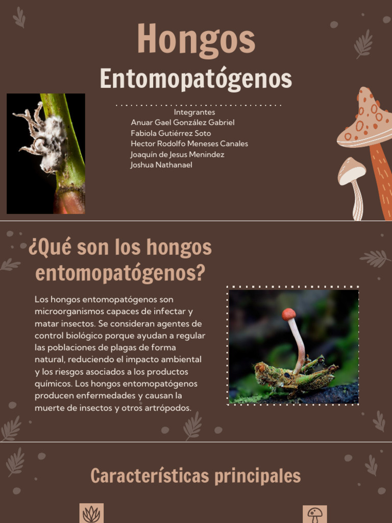 hongos esto | PDF | Control biológico de plagas | Plaga (organismo)