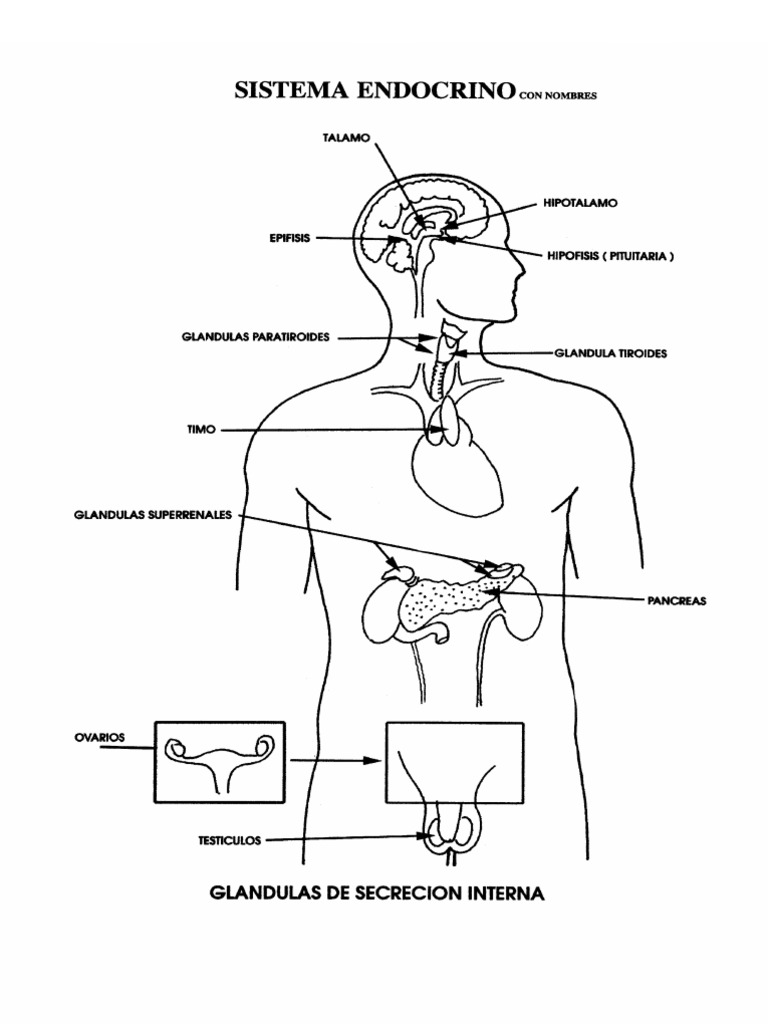 Sistema Endocrino Con Nombres | PDF
