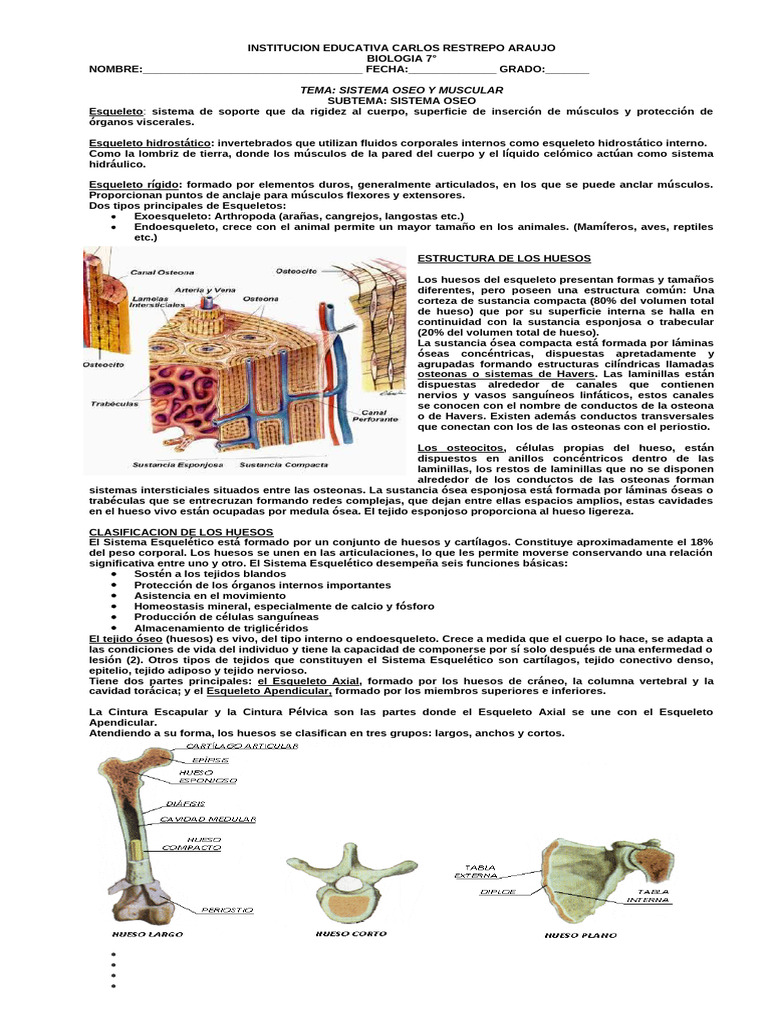 Sistema Óseo y Muscular en Biología 7° | PDF | Hueso | Esqueleto