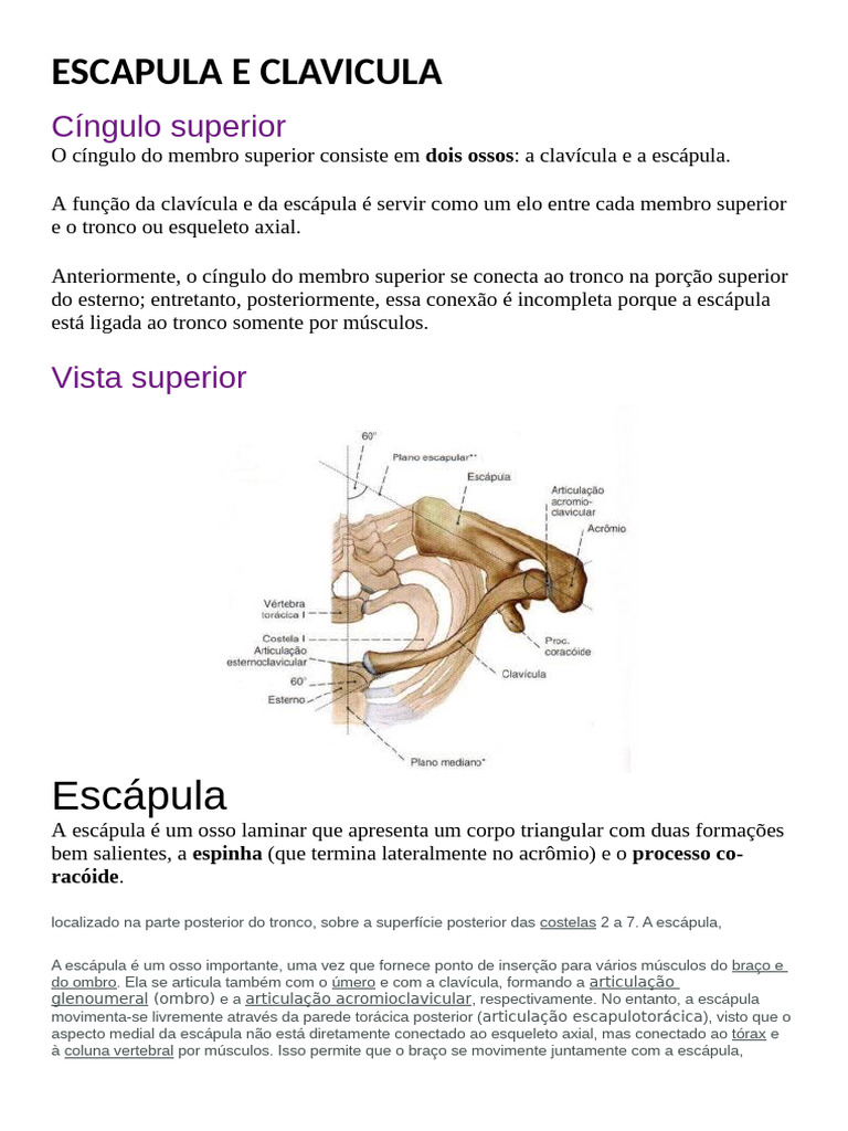 Anatomia da Escápula e Clavícula | PDF | Coluna vertebral | Sistema ...