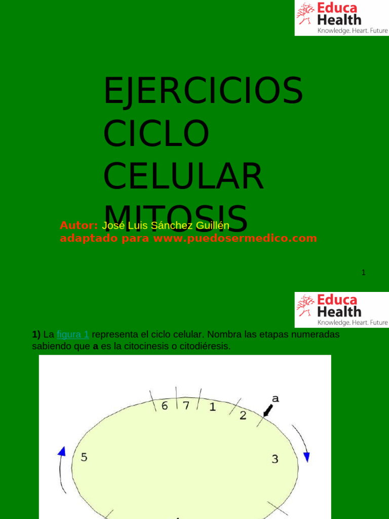 Ejercicios sobre Mitosis y Ciclo Celular | PDF | Mitosis | Biología Celular