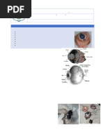 Anatomía del Ojo Bovina en Disección | PDF | Ojo | Percepción visual