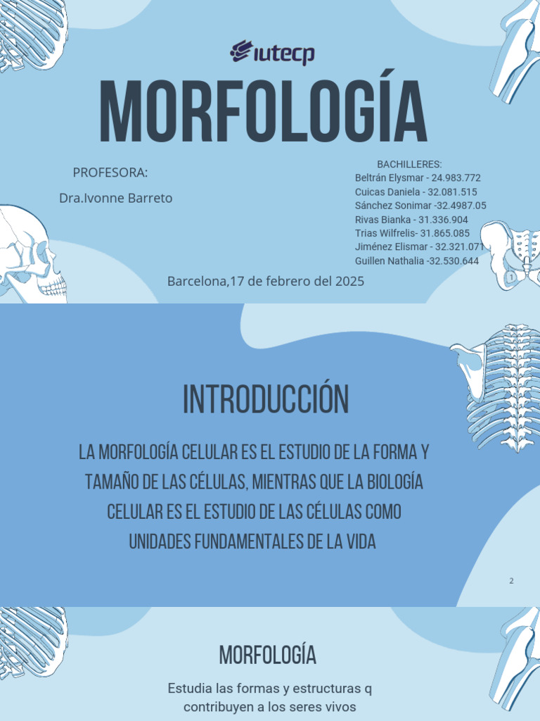 Presentación Morfología | PDF | Biología Celular) | Cromosoma