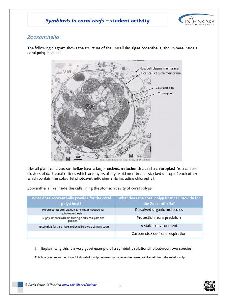 52. Coral Reefs Activity | PDF | Coral | Photosynthesis