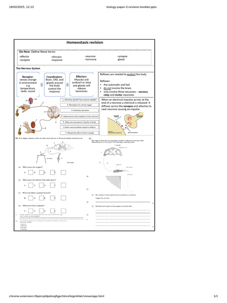 Homeostasis & Reflexes Guide | PDF