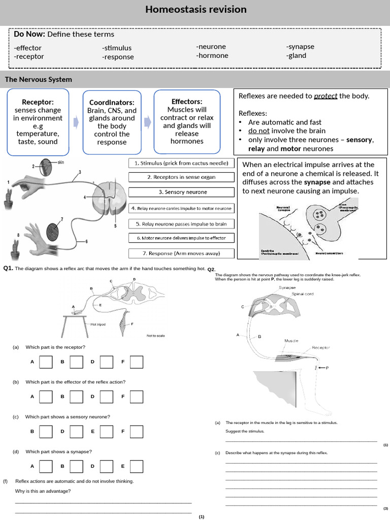Homeostasis and Reflexes Guide | PDF | Dominance (Genetics) | Allele