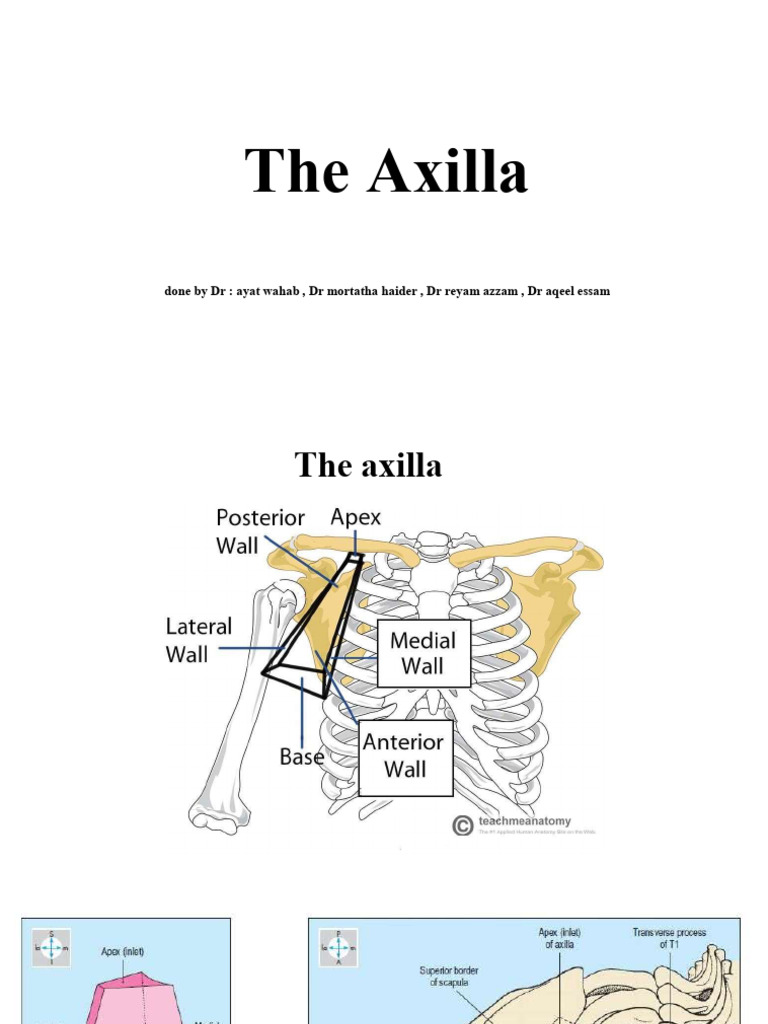Uobcom Axilla Practical | PDF
