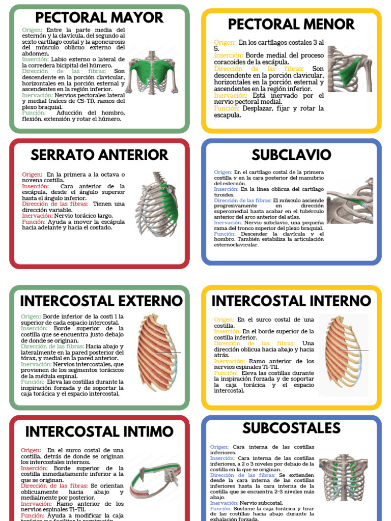 Anatomía de los Músculos Torácicos | PDF | Tórax | Sistema esquelético