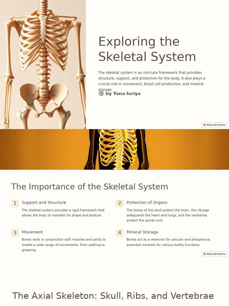 Exploring The Skeletal System | PDF | Bone | Skeleton
