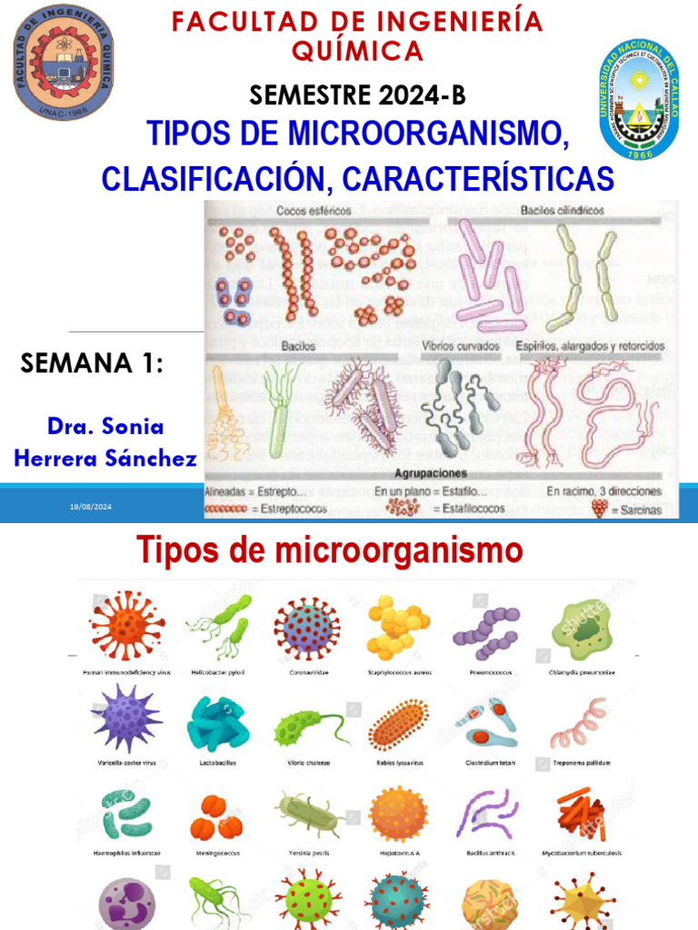 01-Microorganismos Clasificacion y Caracteristicas-Semana 1 | PDF ...
