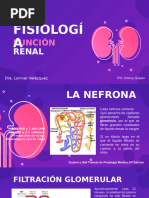 Función del túbulo contorneado distal | PDF | Riñón | Biología Celular