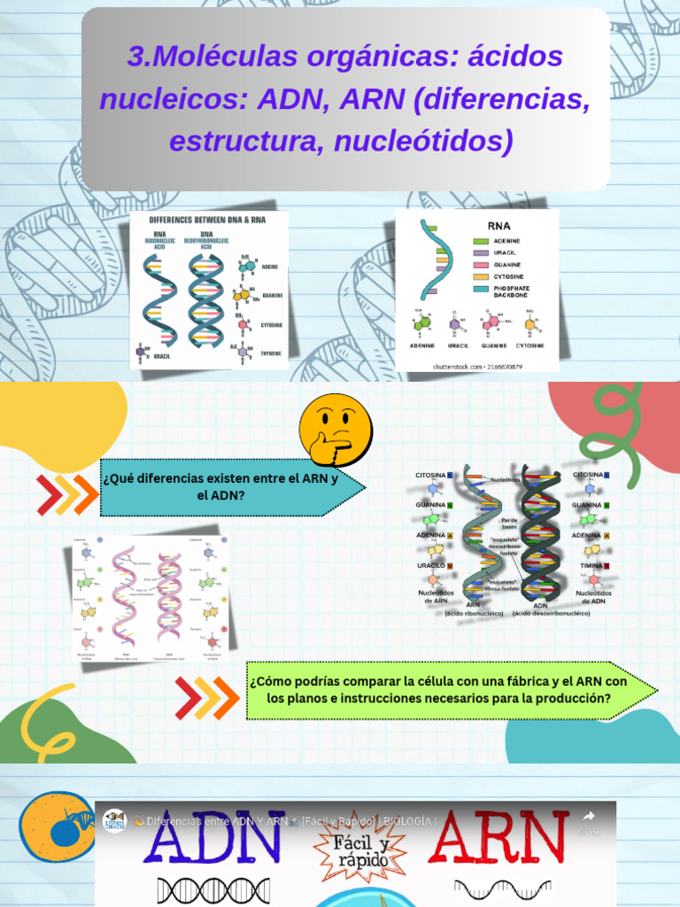 3 .Moléculas Orgánicas Ácidos Nucleicos Adn, Arn (Diferencias ...