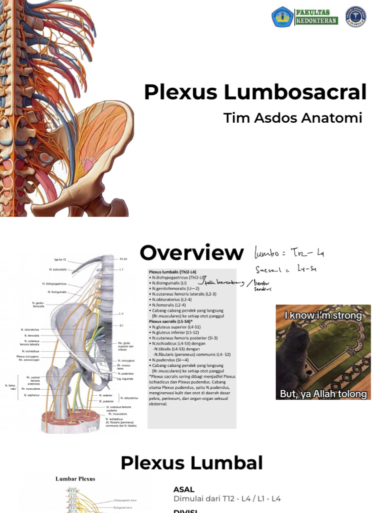Plexus Lumbosacral: Anatomi dan Fungsi | PDF