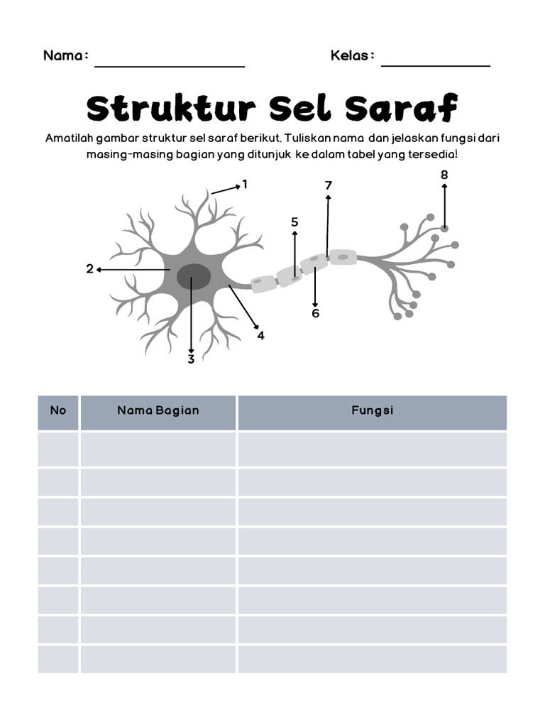 Struktur Sel Saraf Lembar Kerja Putih Dan Merah Muda Gaya Ilustratif ...