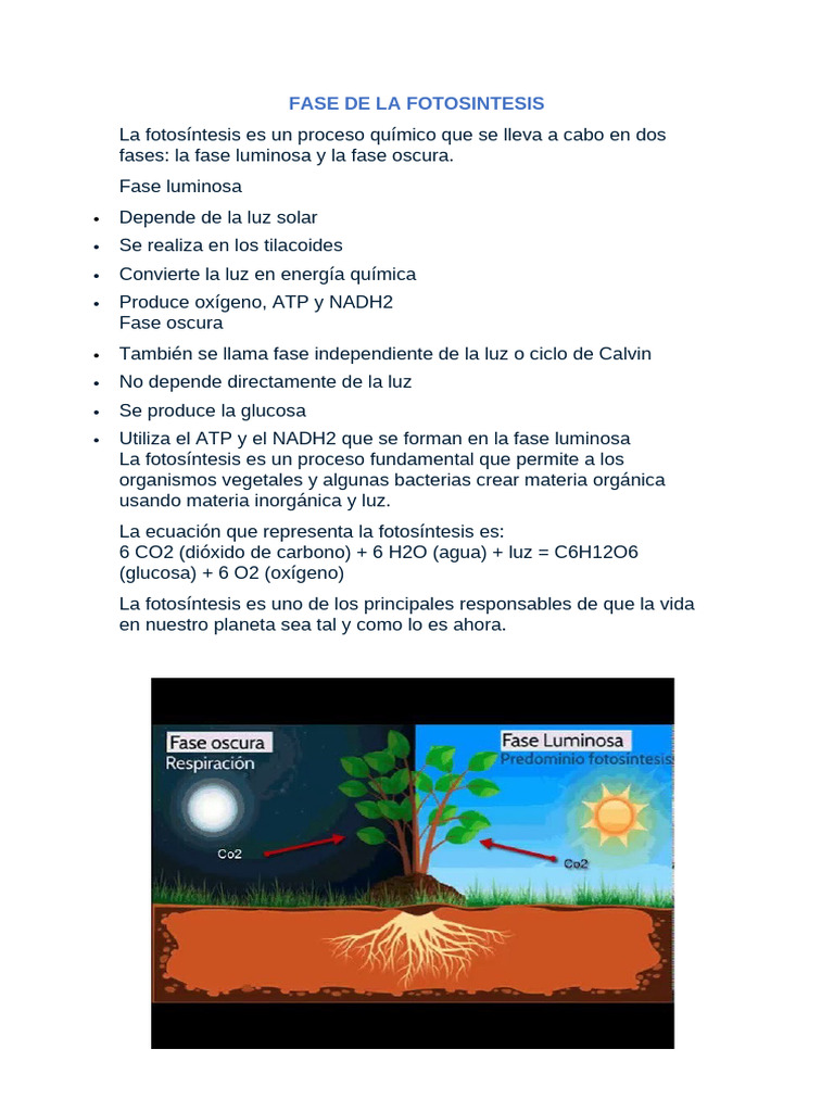 Fase de La Fotosintesis | PDF