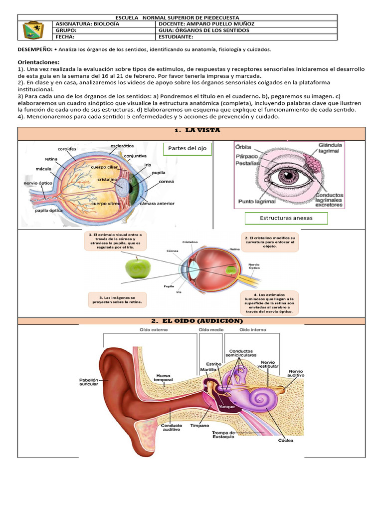 Órganos de Los Sentidos - Repaso | PDF