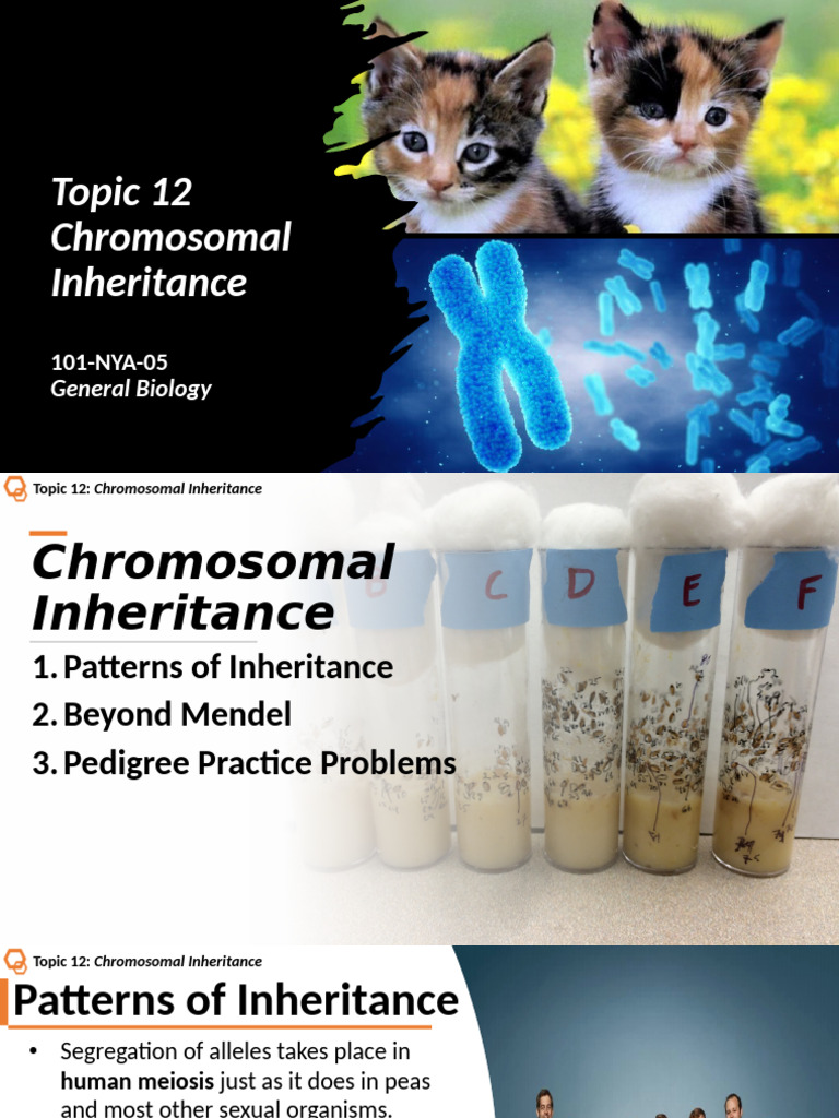 Chromosomal Inheritance Overview | PDF | Dominance (Genetics) | Allele