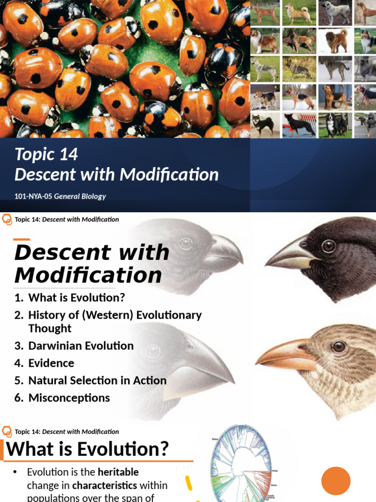 14 Natural Selection | PDF | Natural Selection | Evolution